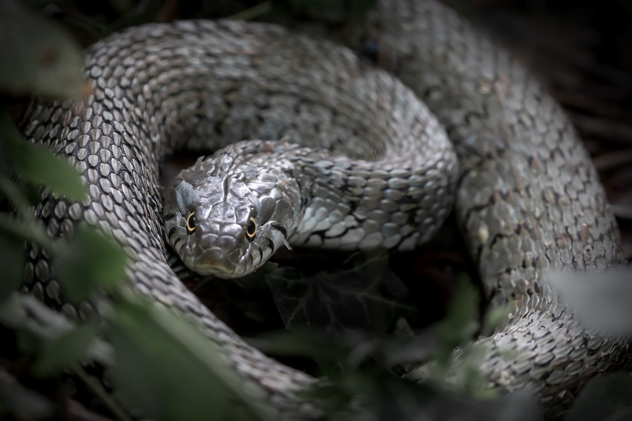 Couleuvre vipérine - Monde Panoramique